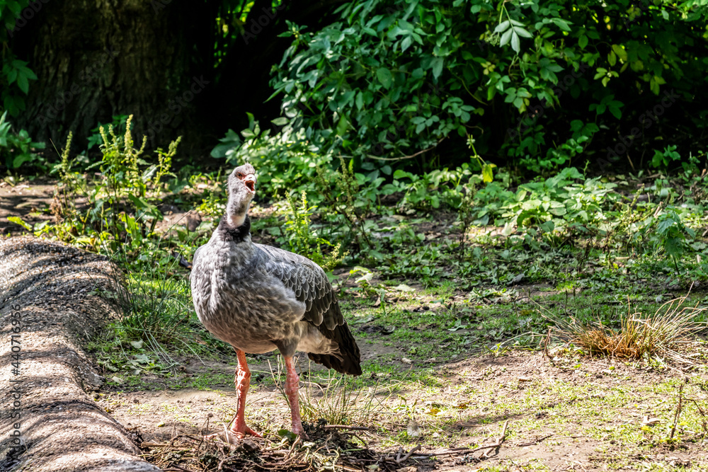 Exotic bird Crested Screamer (Southern Screamer) in the zoological ...