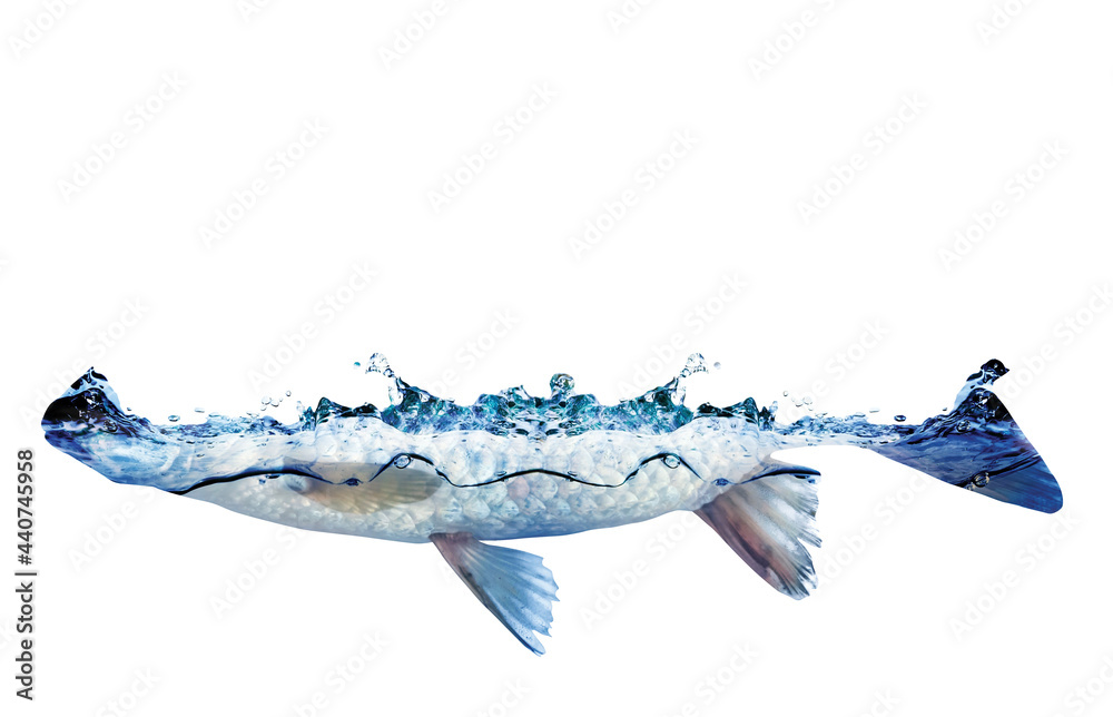 Fish silhouette. Fish and water manipulation. With clipping path ...
