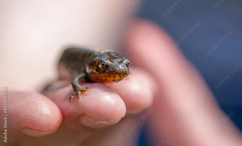 Molch Natur entdecken Kinder Exkursion Stock Photo | Adobe Stock
