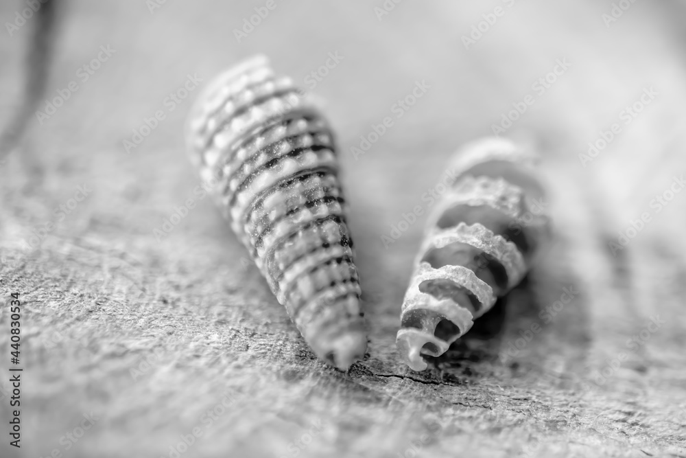 Broken seashell, exposed spiral internal structure, art in nature ...