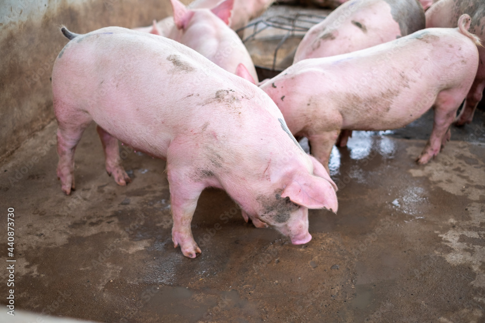 Pig farm in swine business in tidy and clean indoor housing farm, with ...
