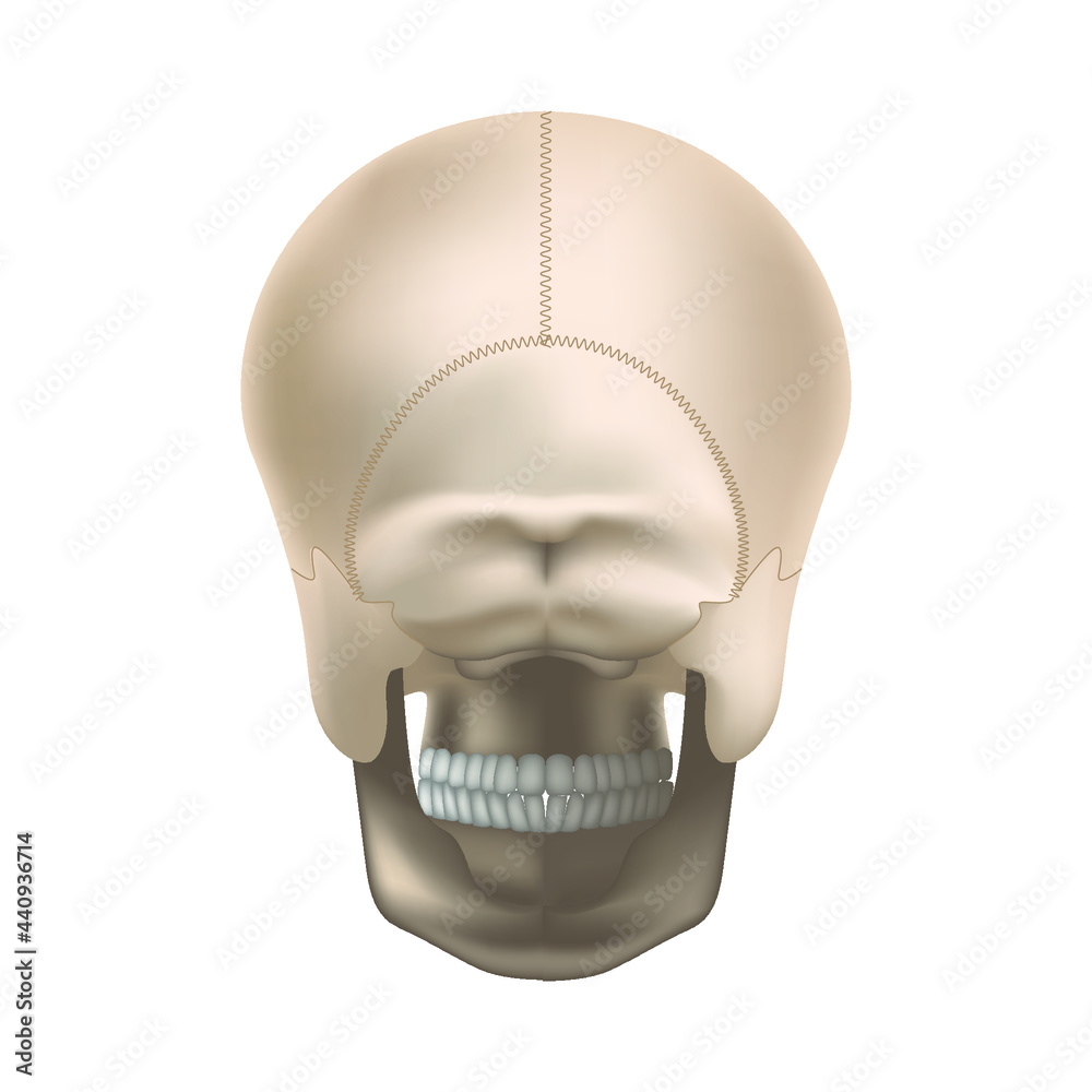 Human skull anatomy. Back view. The back of the head. Vector ...