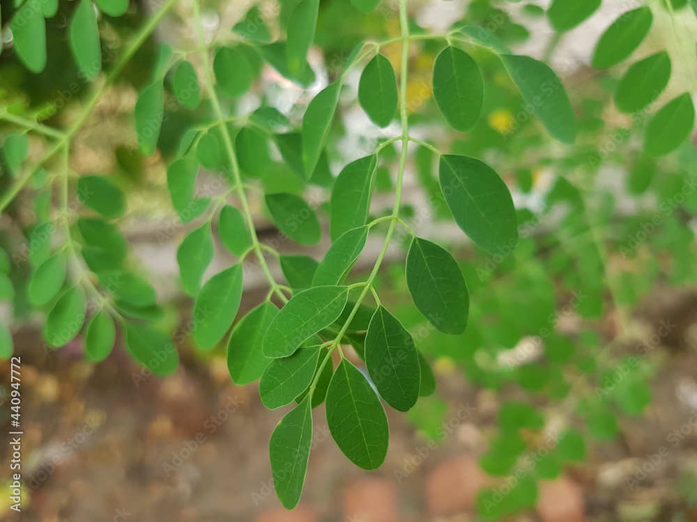 Moringa oleifera is a plant that is often called the drumstick tree ...
