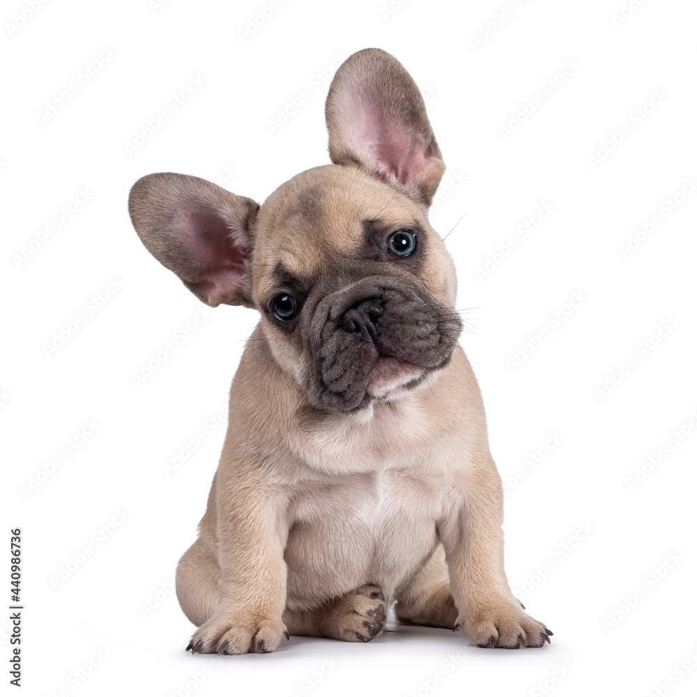 Adorable fawn French Bulldog puppy, sitting up facing front. Looking ...