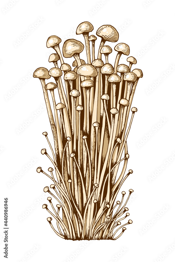 Enoki mushrooms illustration hand drawn, family of edible mushrooms ...