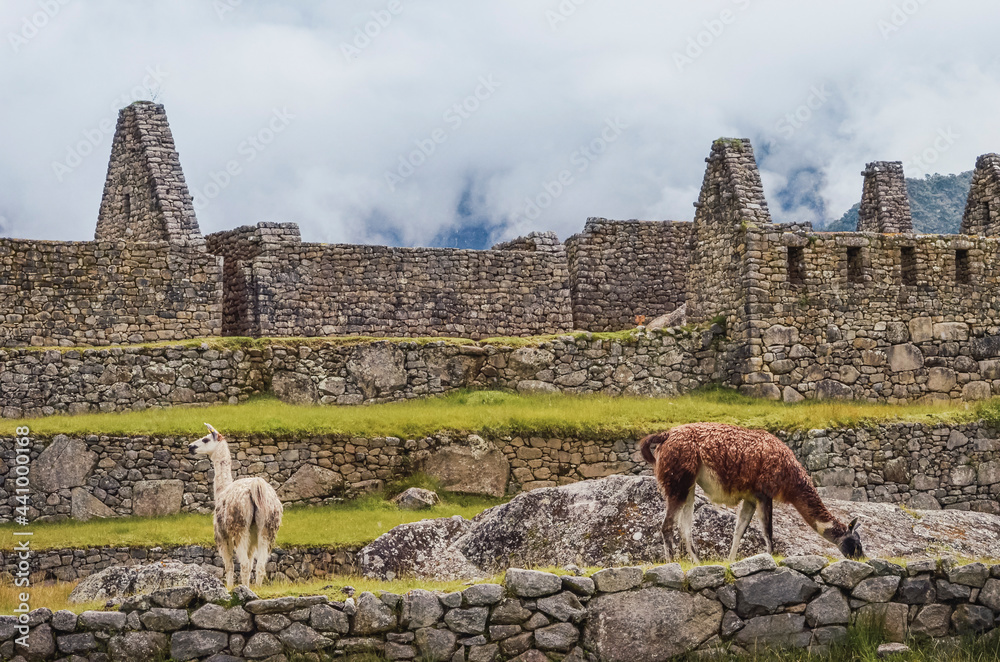 Two llamas between ruins and ancient architecture of Machu Picchu. Lost ...