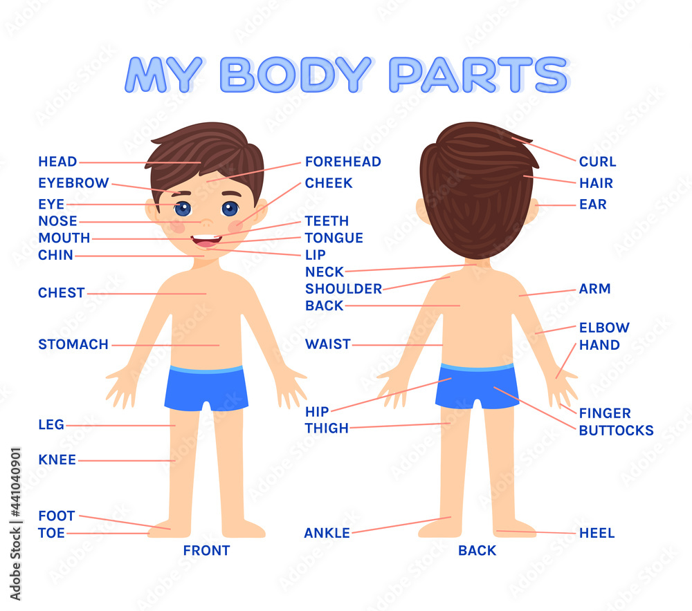 My Body Parts and a Pretty Boy. Front and Back View, Kid. Education ...