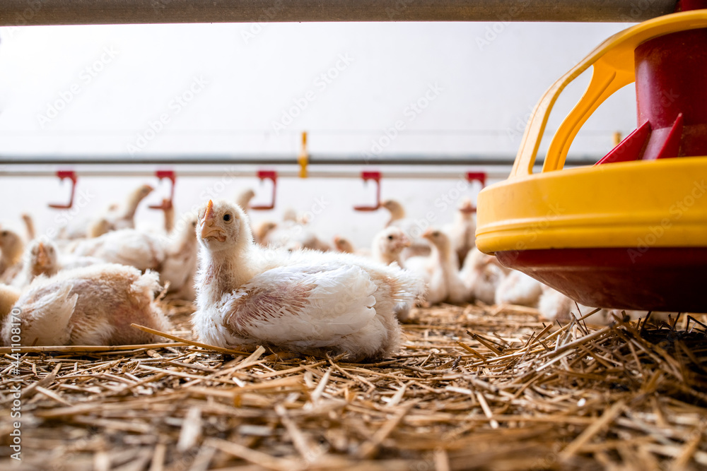 Fast growing chicken lying by the feeder at poultry farm for industrial ...