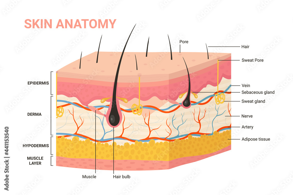 Skin layers, structure anatomy diagram vector illustration. Cartoon ...