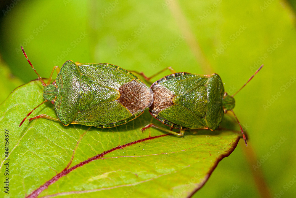 Common Green Shieldbug mating. A pair of Common green shield bug end to end mating Stock Photo ...