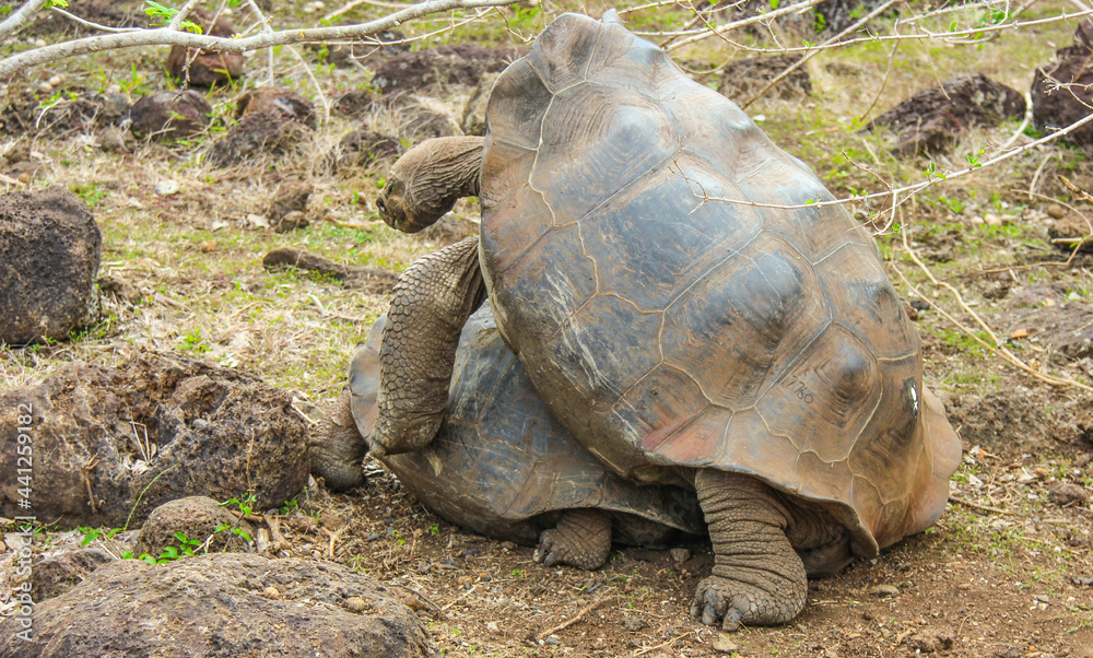 Land tortoise fertilization process on San Christobal Island, Galapagos ...