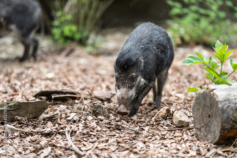 The Visayan warty pig (Sus cebifrons) is a critically endangered ...