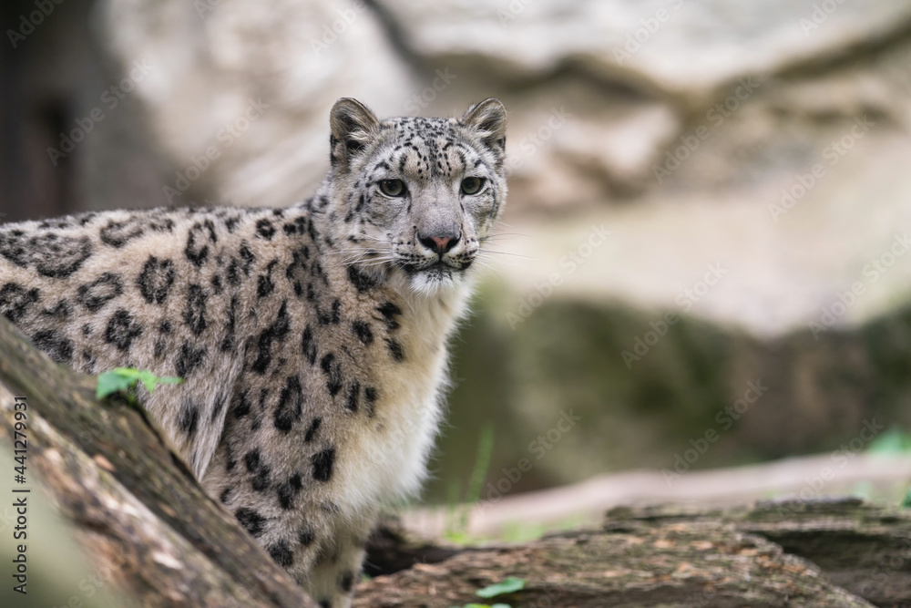 Foto The snow leopard (Panthera uncia), also known as the ounce, is a ...