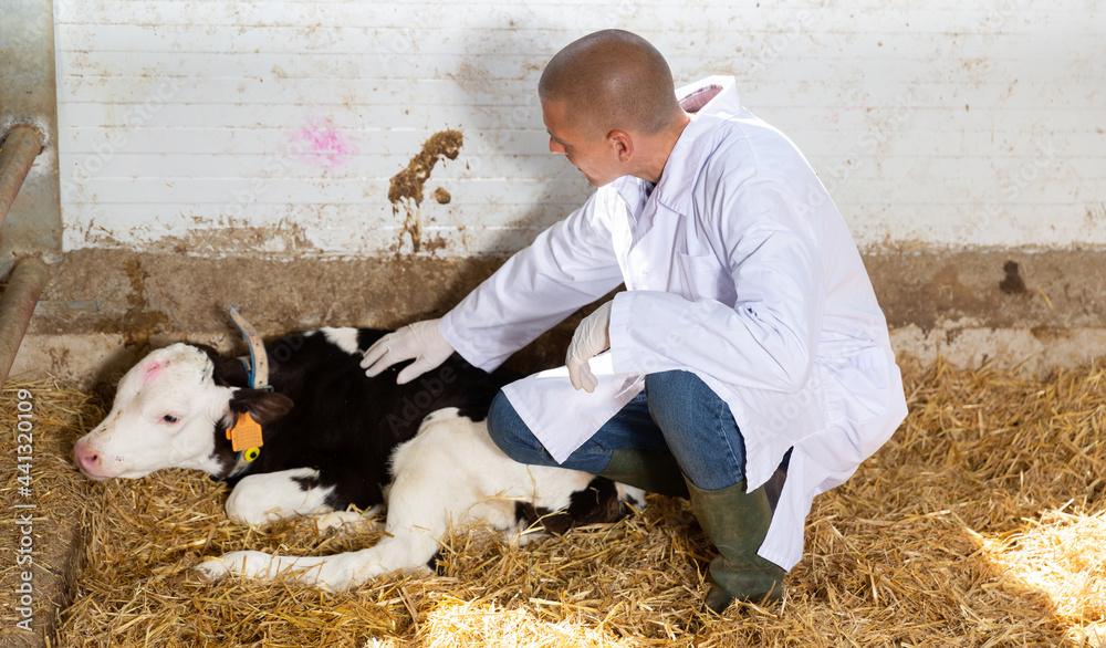 Qualified male veterinarian who has come to a livestock farm to check ...