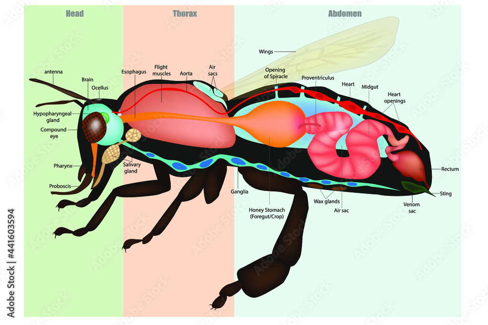 Honey Bee Apis mellifera, internal Anatomy and Physiology. Model ...