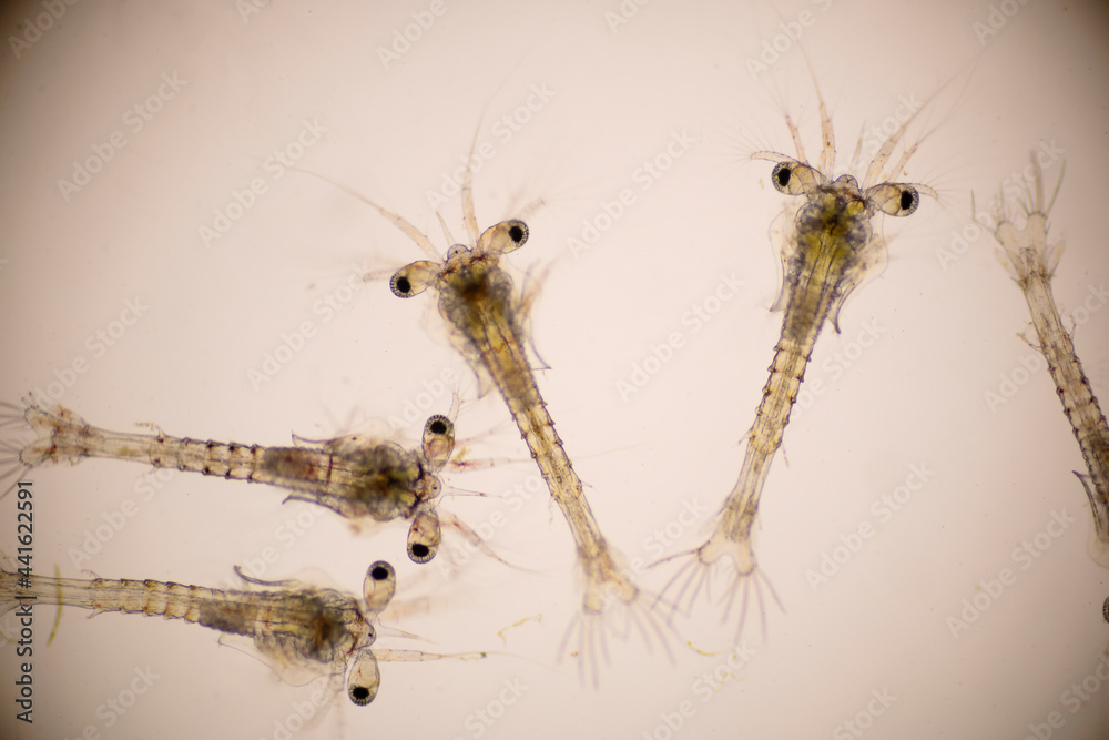 Closeup mysis stage of Vannamei shrimp in light microscope, Shrimp ...
