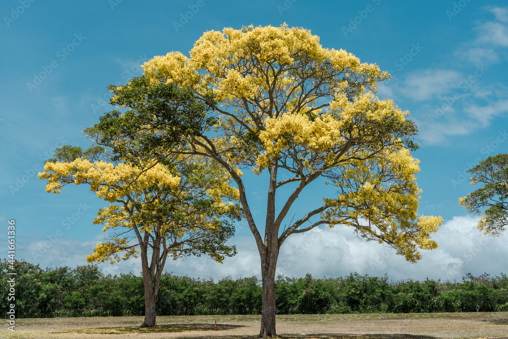 Foto de Stock Flower. Tabebuia donnell-smithii (Primavera tree) is one ...