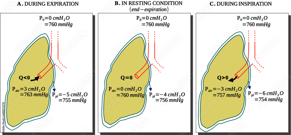 Alveolar and pleural pressure changes during inspiration and expiration ...