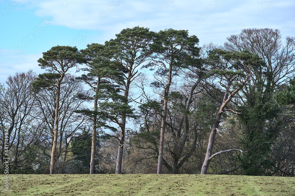 Beautiful spring view of tall pine and other old trees in ivy (Hedera ...