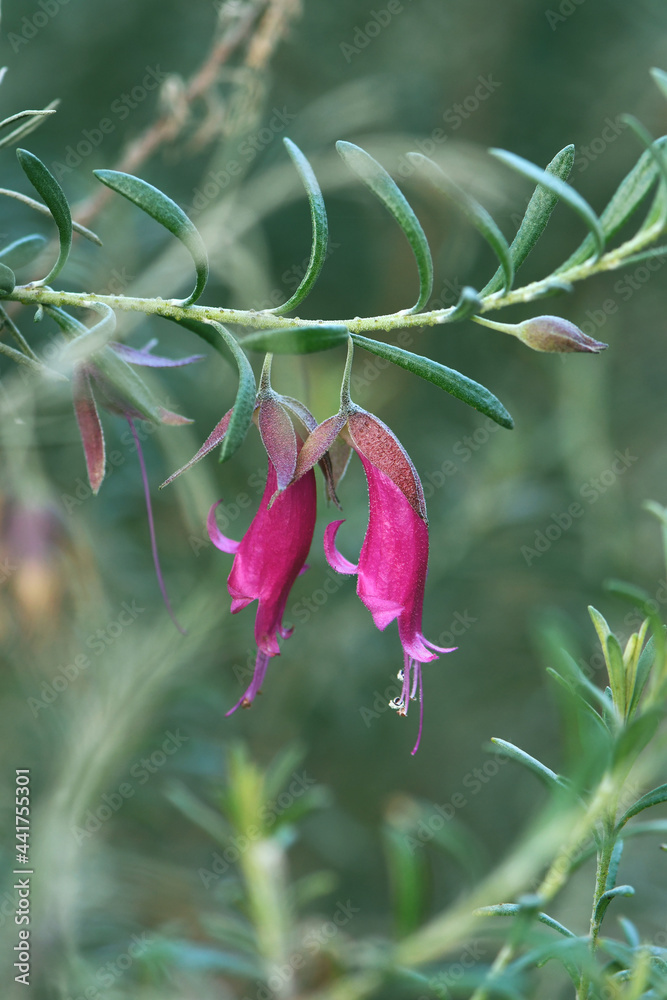 Magenta flowers of the Australian native Warty Fuchsia Bush, Eremophila ...