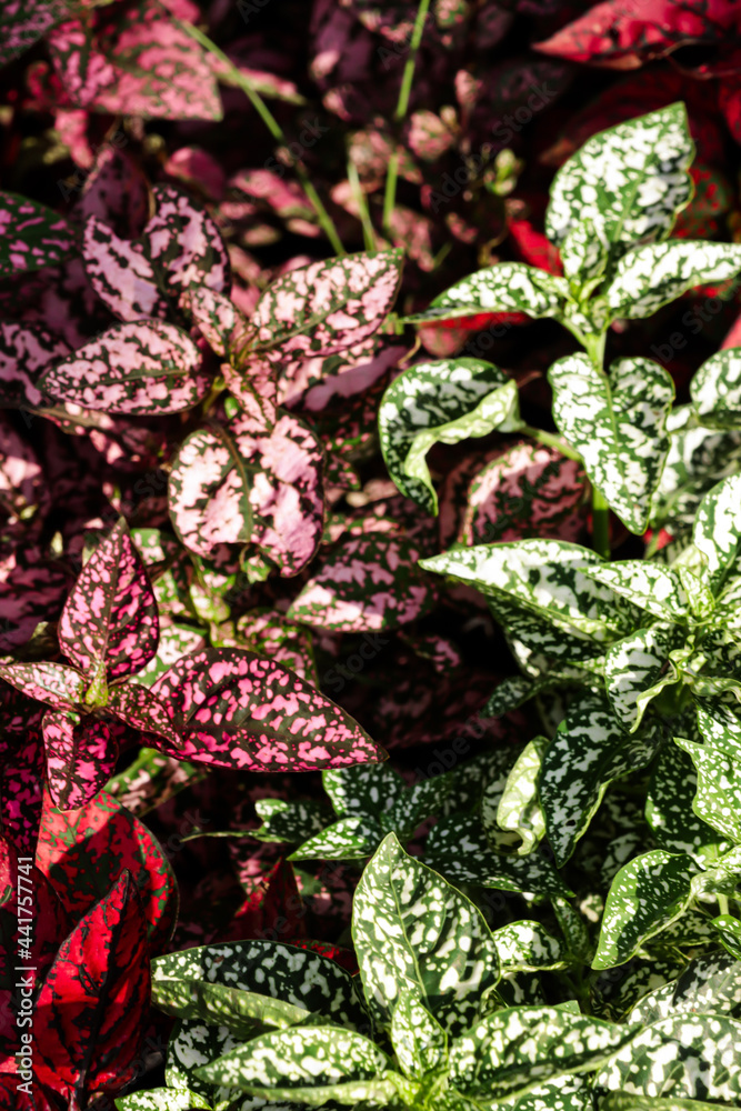 Photo Stock Tanaman polkadot. White, red and pink foliage, Hypoestes ...