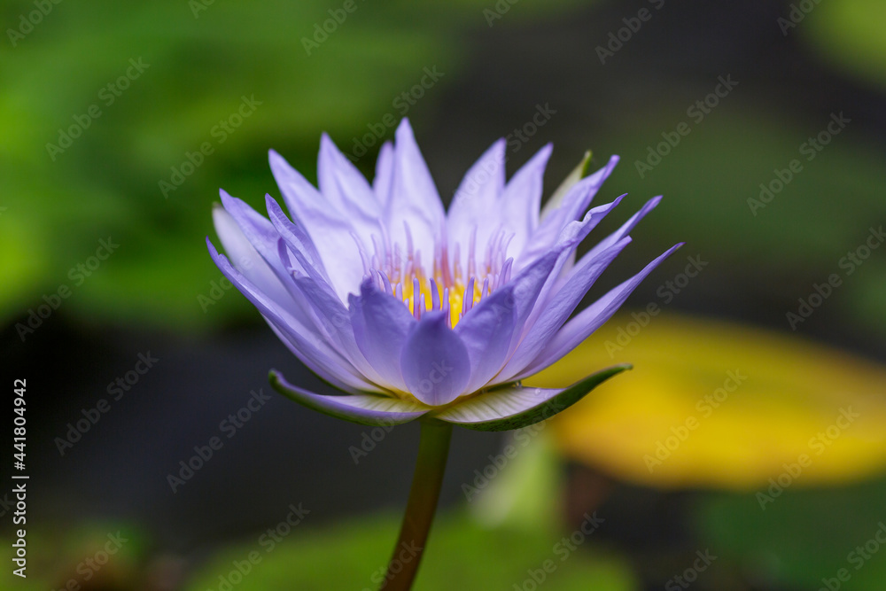 Nymphaea caerulea, blue lotus also known as Egyptian lotus. Blooming ...