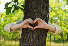Hearts On A Tree Trunk Free Stock Photo - Public Domain Pictures