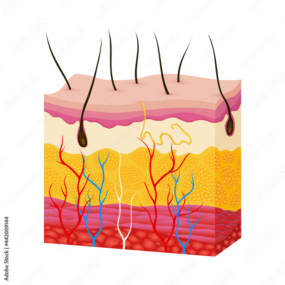 Skin anatomy. Human body skin illustration with parts vein artery hair ...