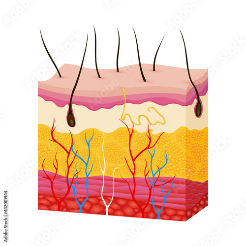 Skin anatomy. Human body skin illustration with parts vein artery hair ...