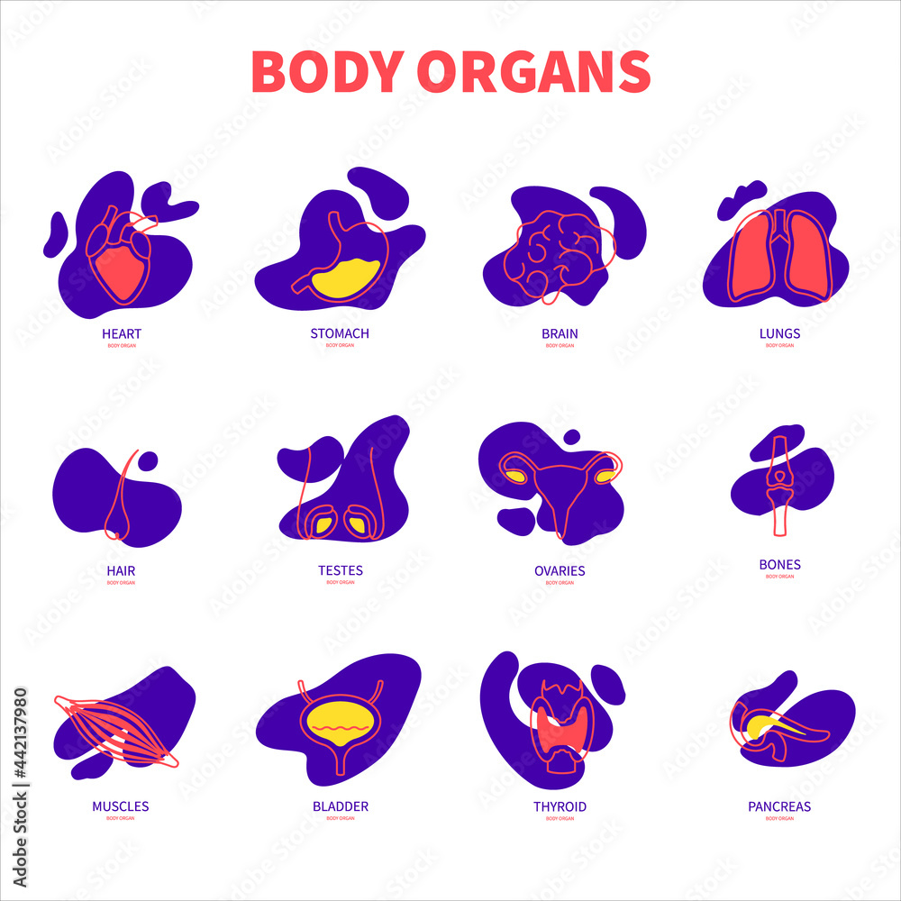 Vector de Stock Body organs outline set. Anatomy icons on abstract ...