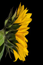 Side View Of Sunflower Free Stock Photo - Public Domain Pictures