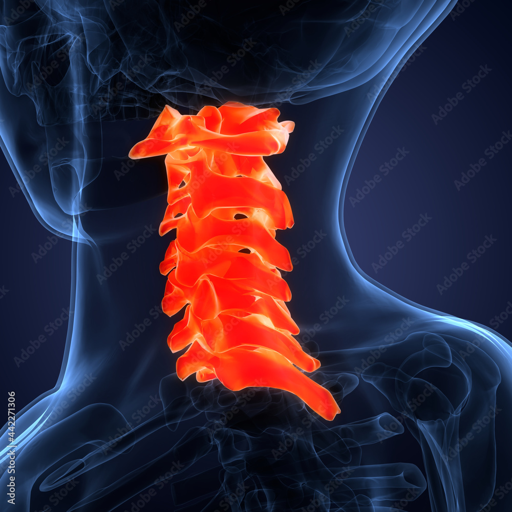 Ilustración de Stock Spinal Cord Vertebral Column Cervical Vertebrae of Human Skeleton System ...