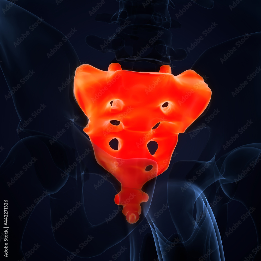 Spinal Cord Vertebral Column Sacrum of Human Skeleton System Anatomy ...