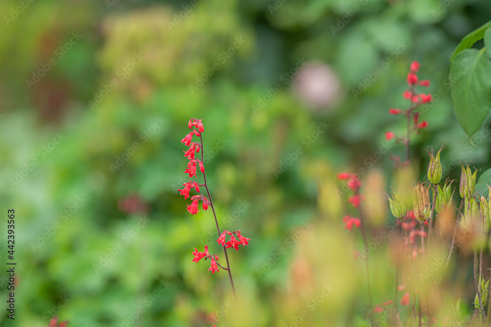 Photo Stock ヒューケラ（ツボサンゴ）の花 | Adobe Stock