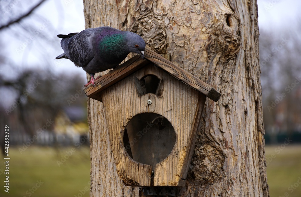 pigeon bird sits on small birdhouse. bird house. on the tree. and looks ...