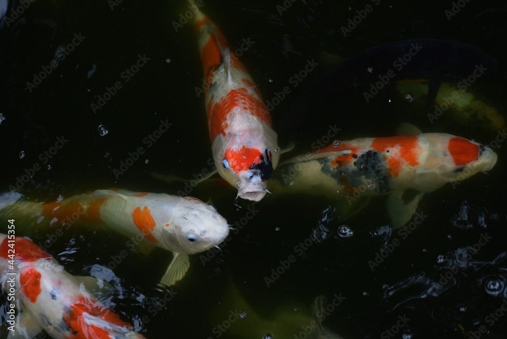 Japanese'Nishikigoi'is a popular carp as a'Swimming jewel'in Japanese ...
