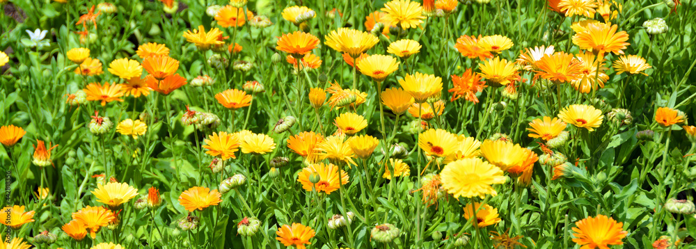 Foto de Stock Coreopsis is a genus of flowering plants in the family ...