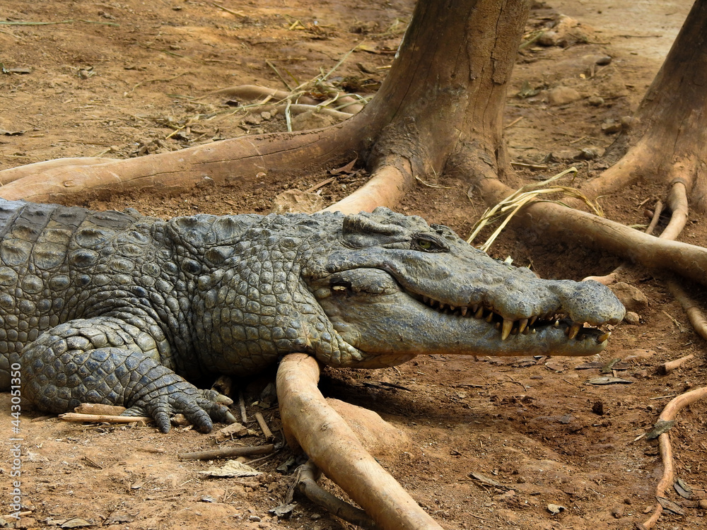 The Critically Endangered and endemic Philippine crocodile (Crocodylus ...