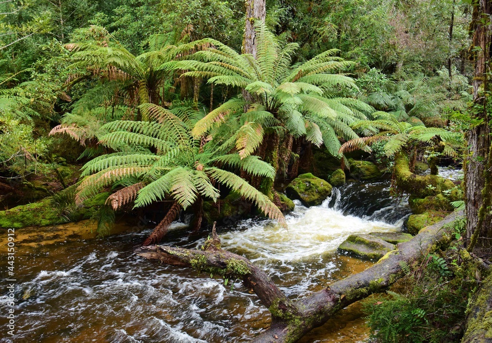 tree ferns next to russell falls creek in the rain forest of mt. field ...