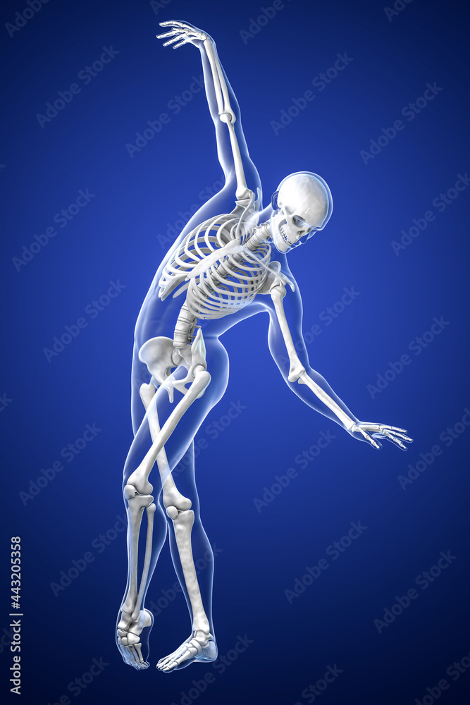 Anatomy of dancing and ballet, 3D illustration Stock Illustration ...