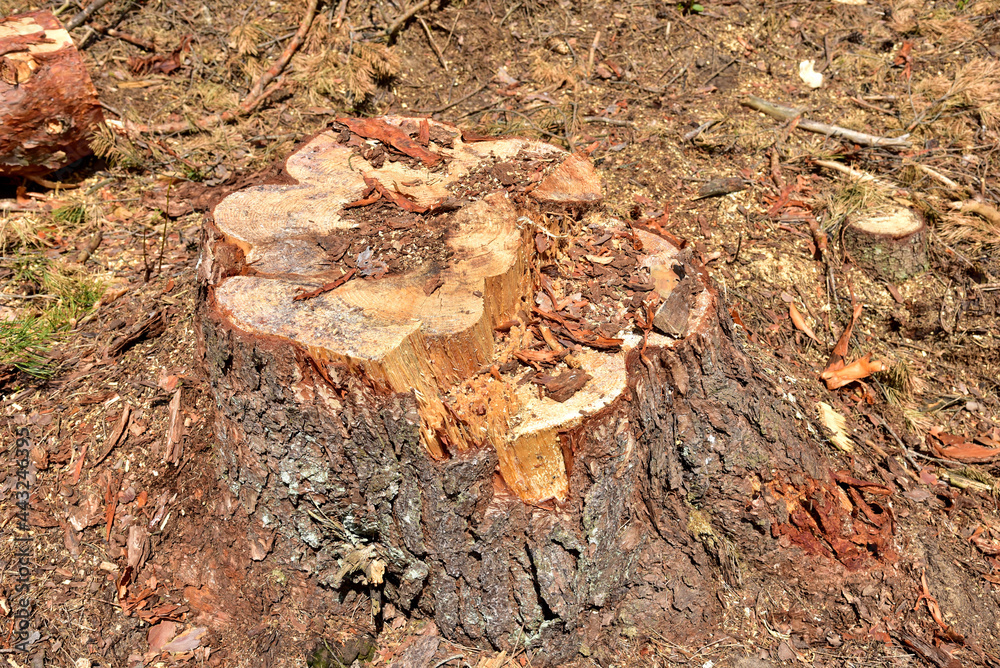 Stump of the fir tree after deforestation forest. Stumps of a spruce ...