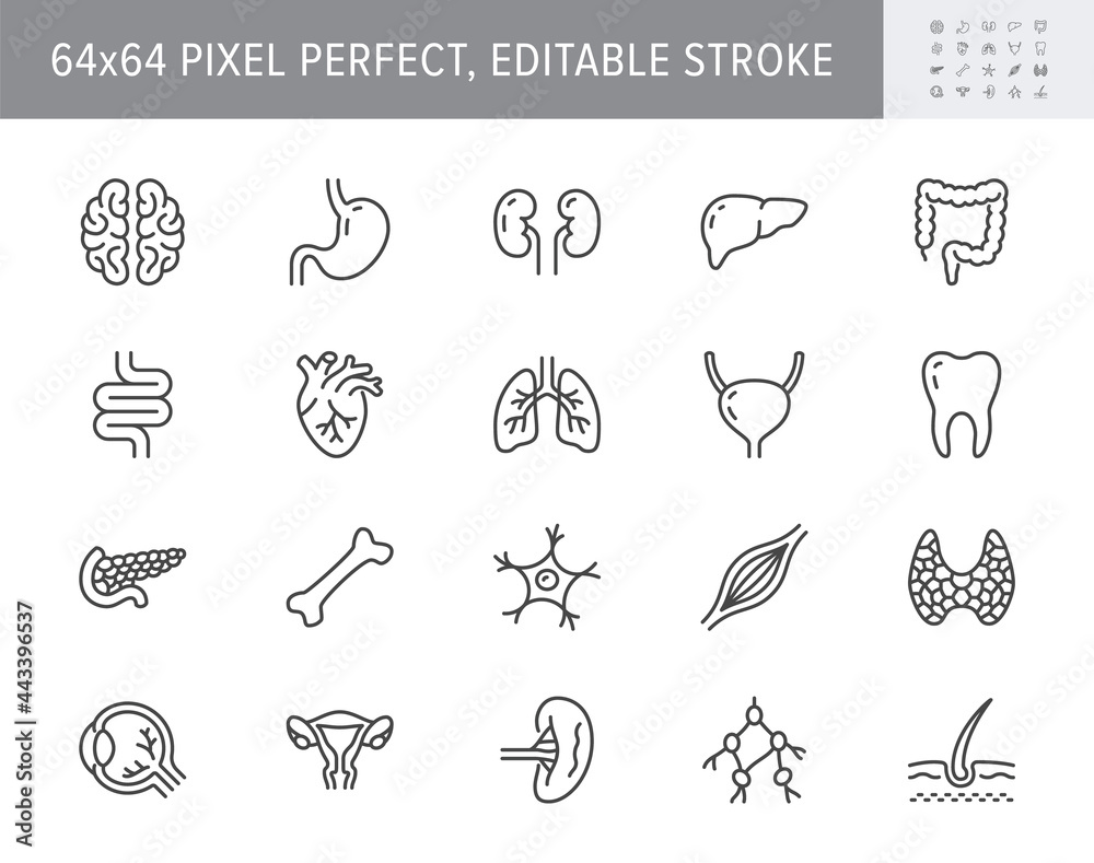Organs line icons. Vector illustration include icon - muscle, liver ...
