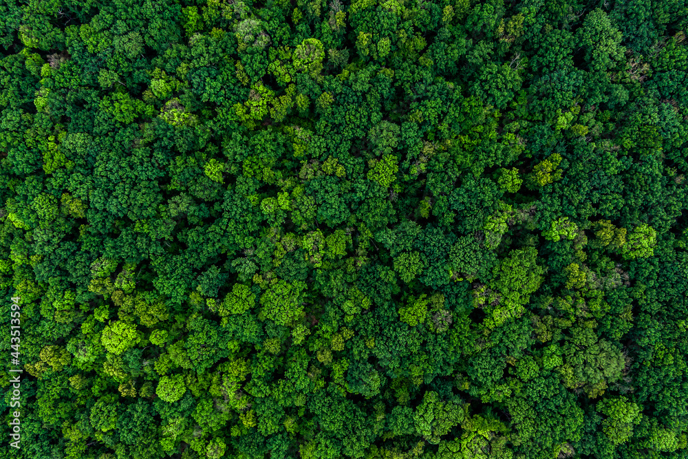 Foto de Stock dense green forest. Drone top view. aerial view | Adobe Stock