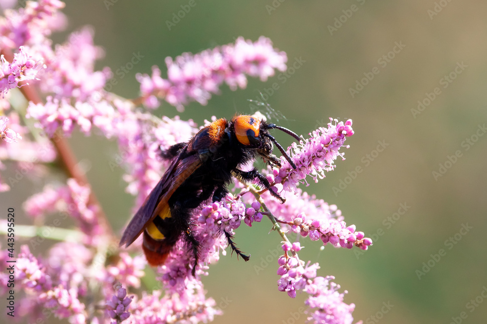 Megascolia maculata sit on the pink flower. Scolia maculata and Mammoth ...