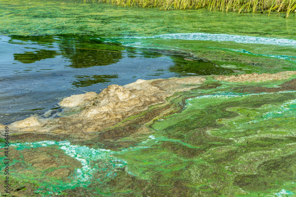 Ecological crisis. Swampy polluted river water Stock Photo | Adobe Stock