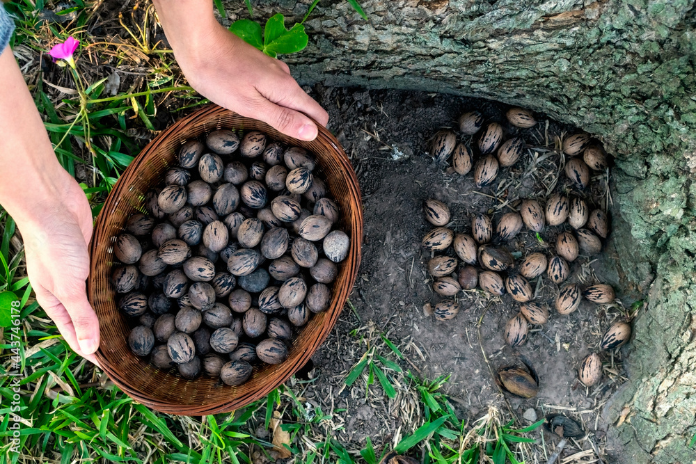 Girl harvesting Pecan nuts which are at the feet of a Pecan tree. Top ...