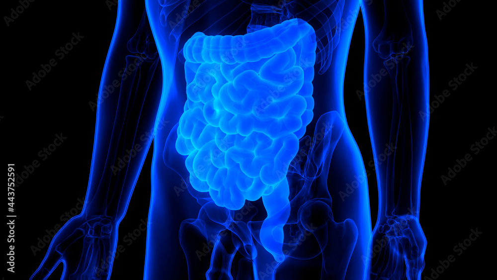 Human Digestive System Large and Small Intestine Anatomy Stock ...