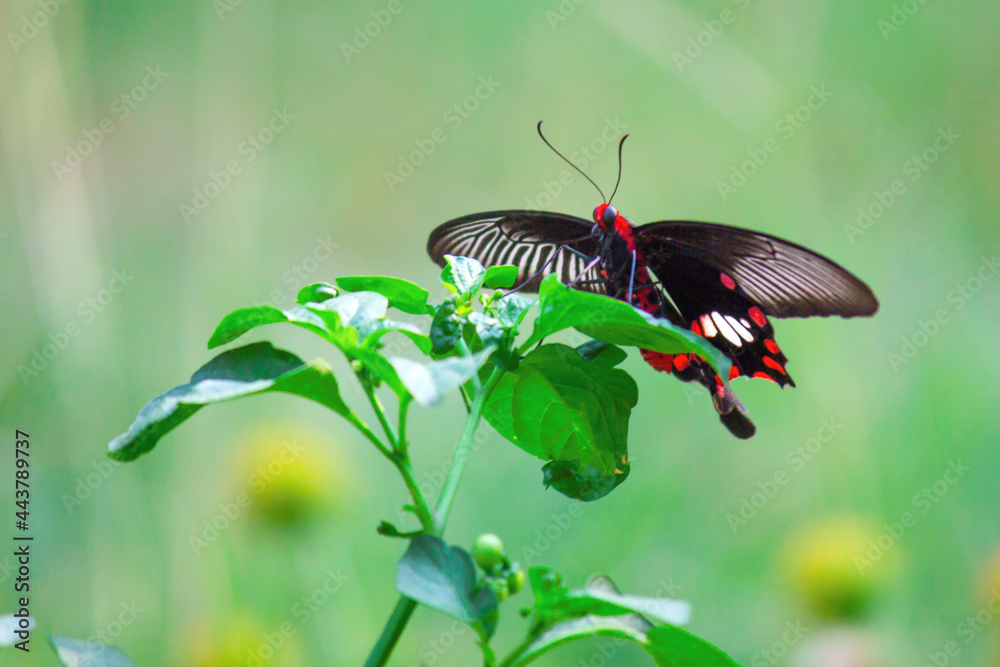 Papilio polytes, the common Mormon, is a common species of swallowtail ...
