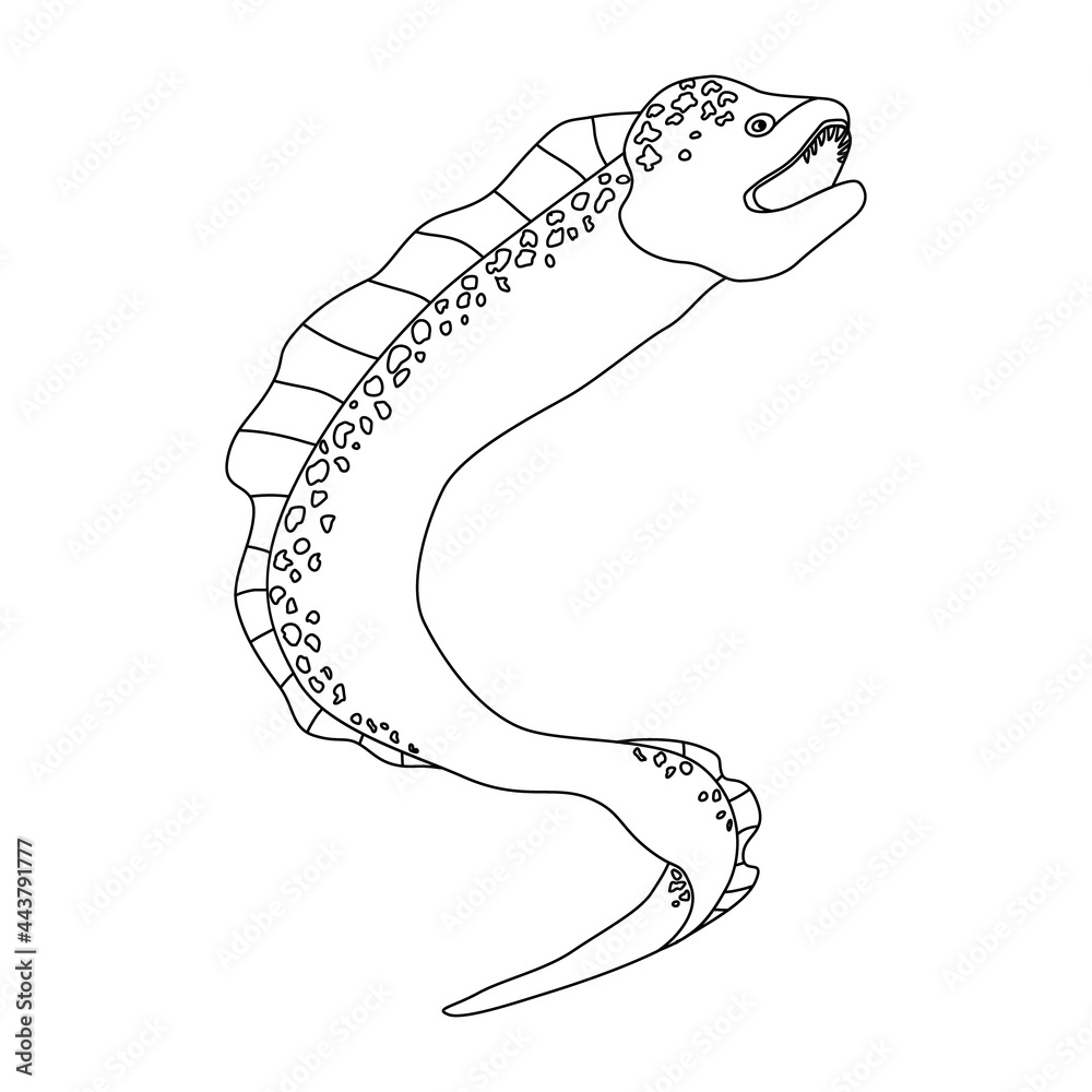 Vector de Stock Moray eel. Sketch. Contour drawing of a sea animal ...