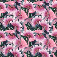 Pink Fan Flowers In Bloom Free Stock Photo - Public Domain Pictures